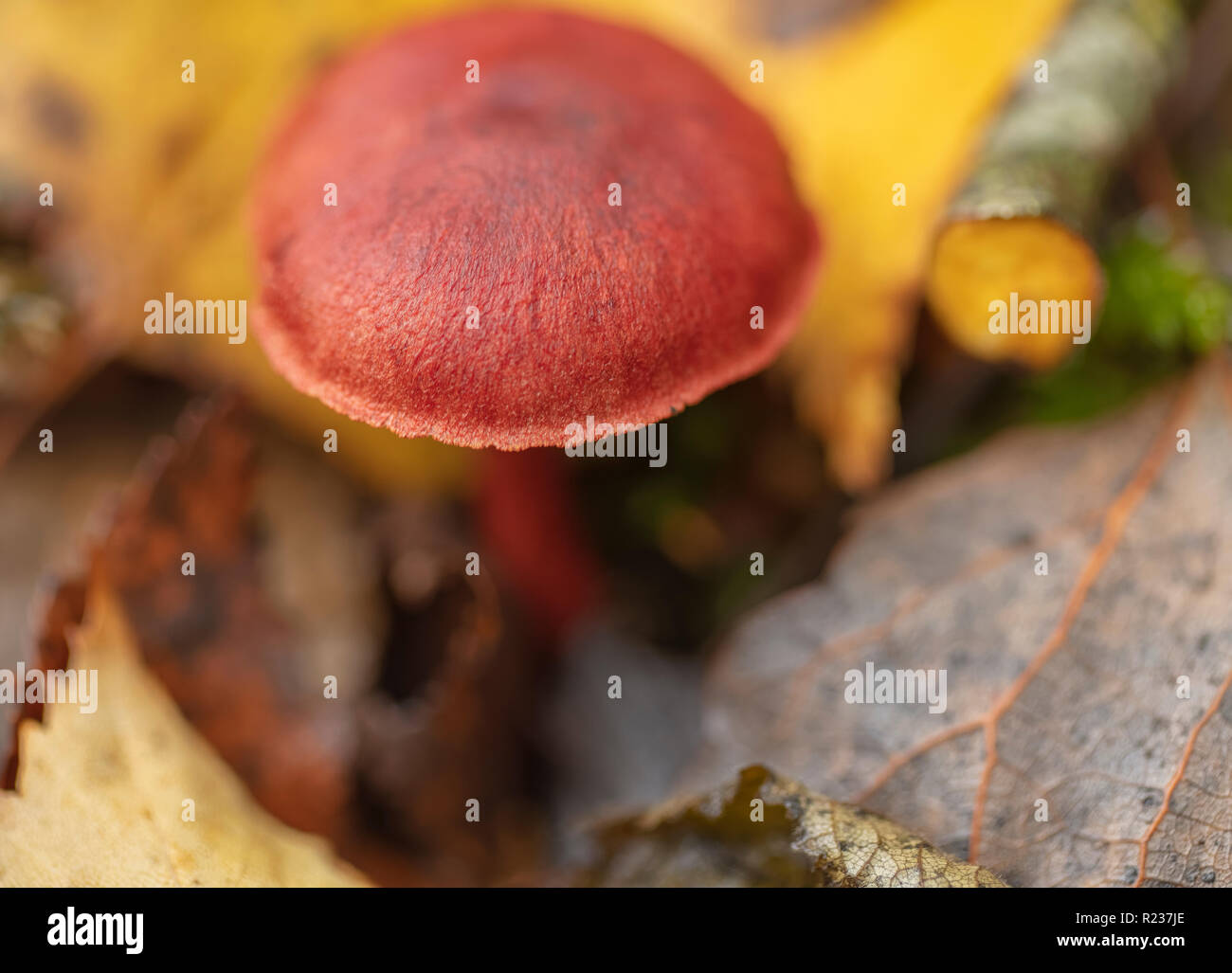 Red fungus hi-res stock photography and images - Alamy