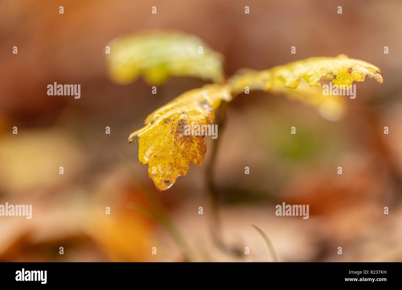Oak Tree Sapling Stock Photo - Alamy