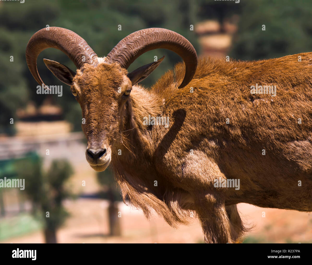 specimen of mouflon beautiful wild nature Stock Photo - Alamy