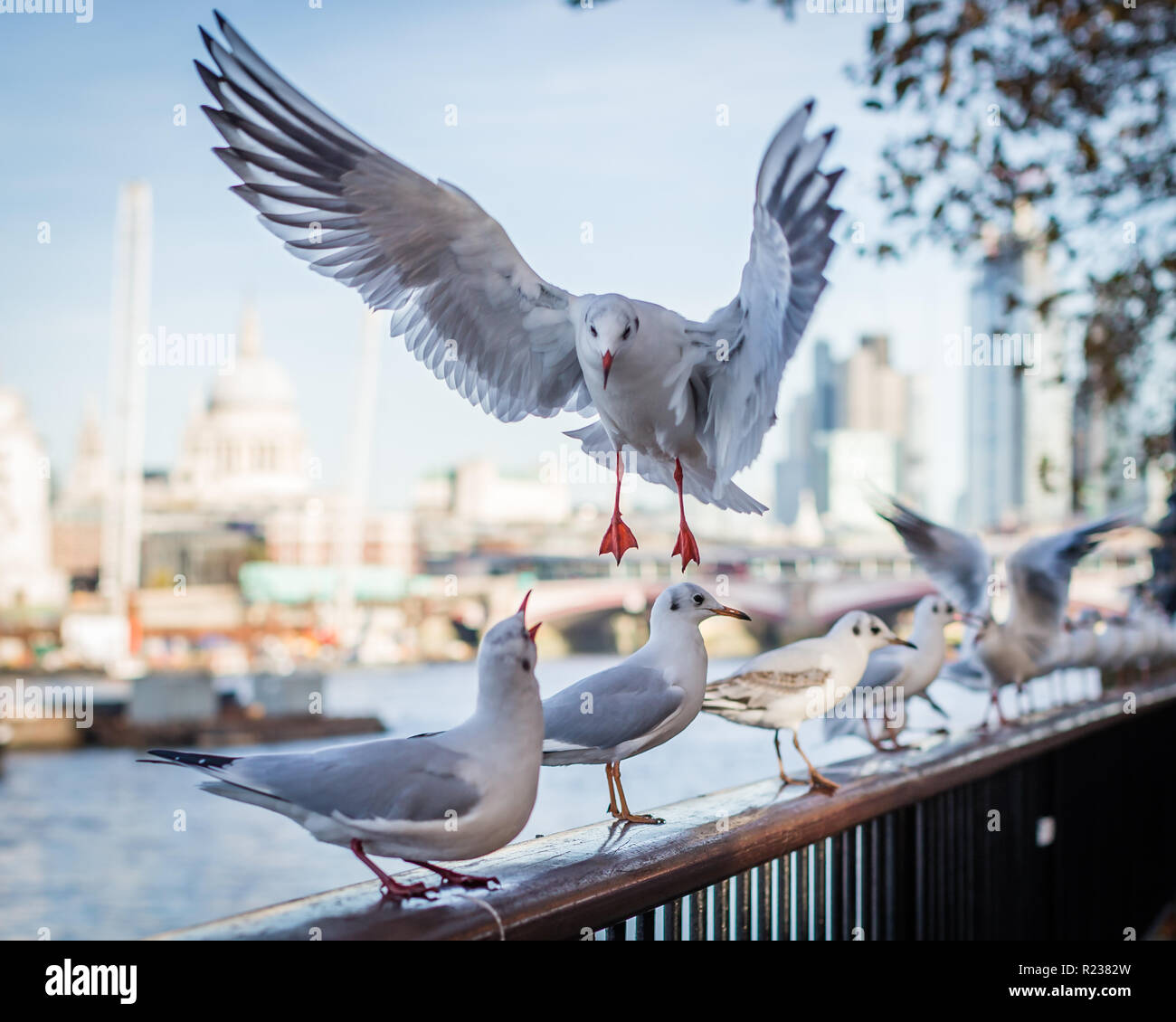 Wingspan plumage london england uk hi-res stock photography and images ...