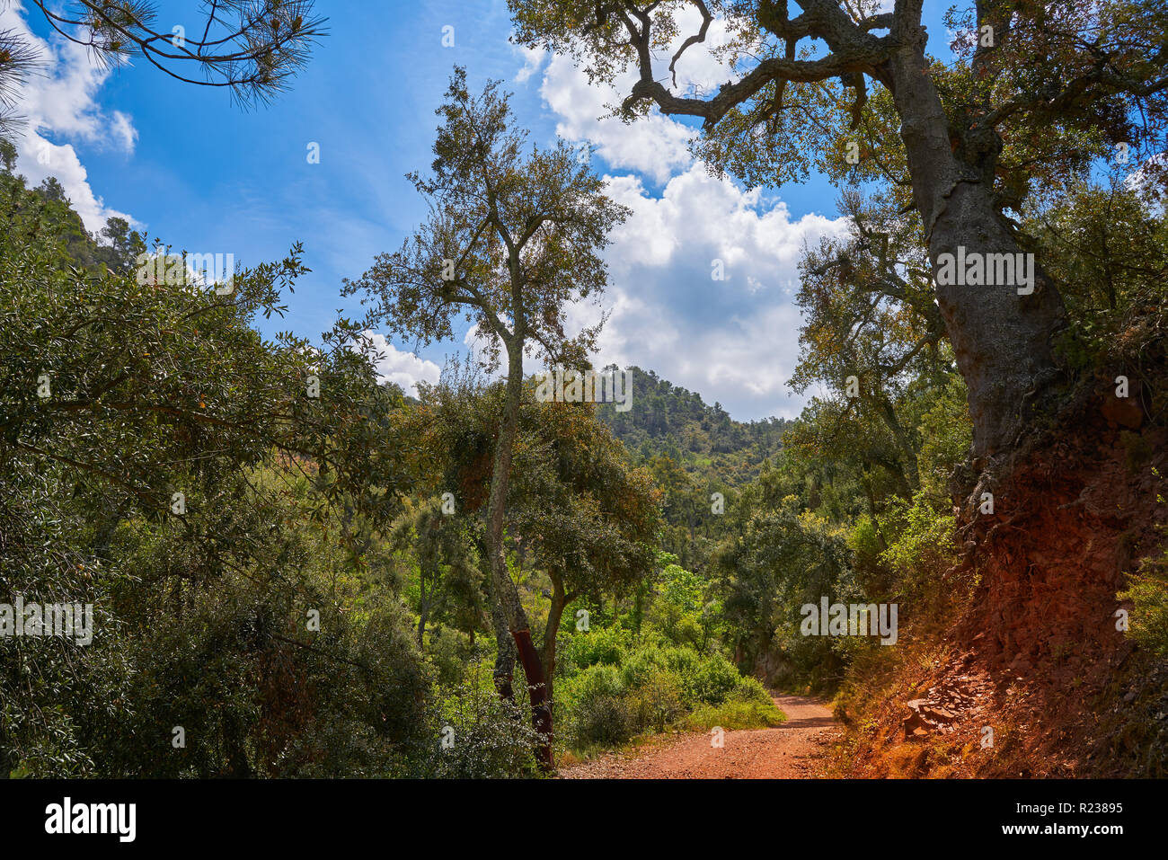 Valencian oak hi-res stock photography and images - Alamy