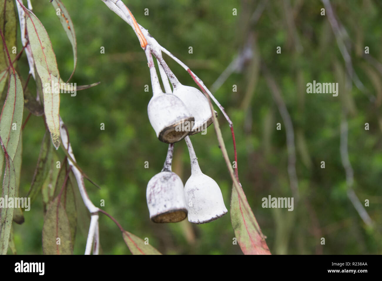 Gumnuts hi-res stock photography and images - Alamy