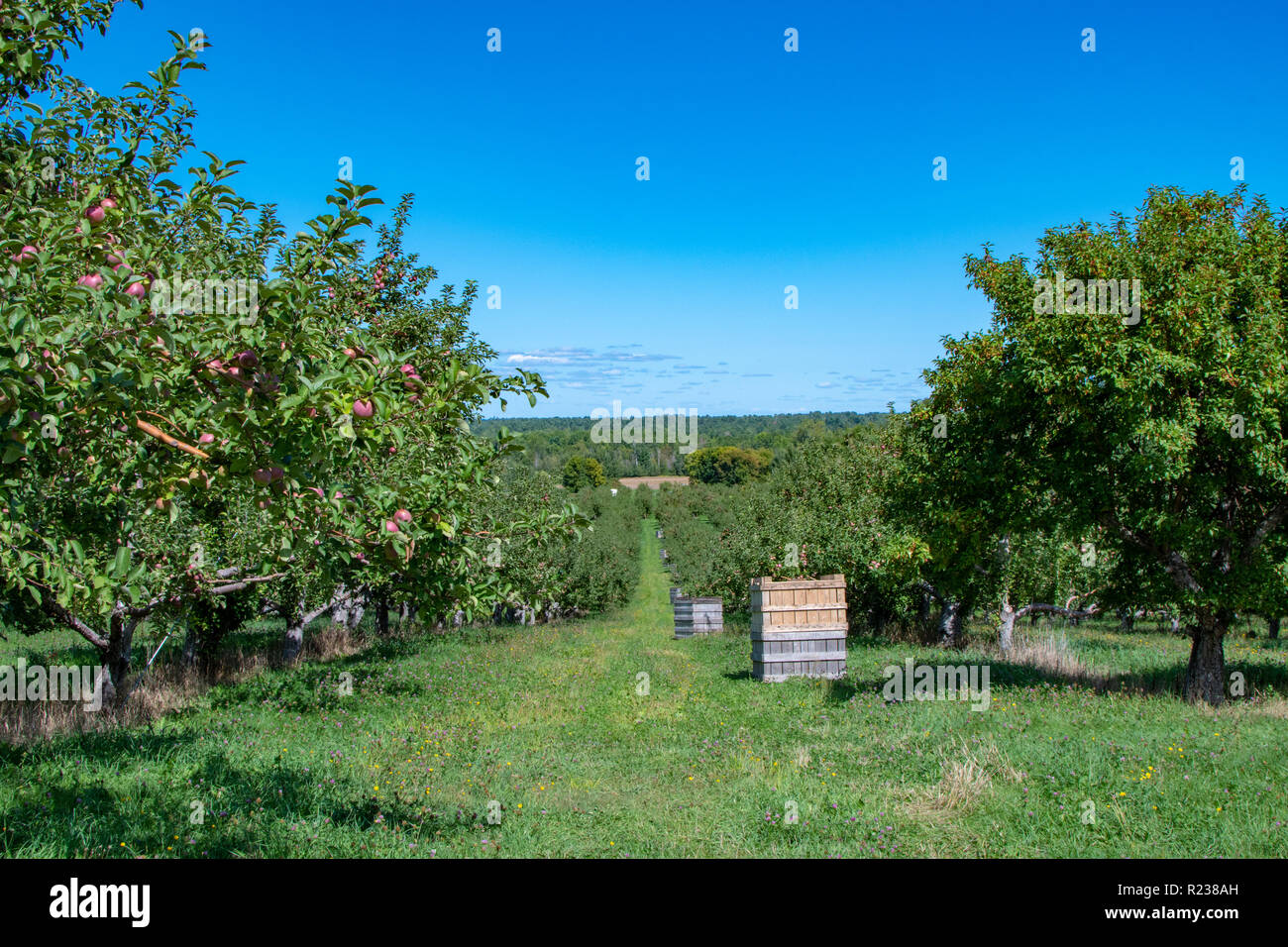 Wooden boxes for transporting apples from an orchard Stock Photo - Alamy