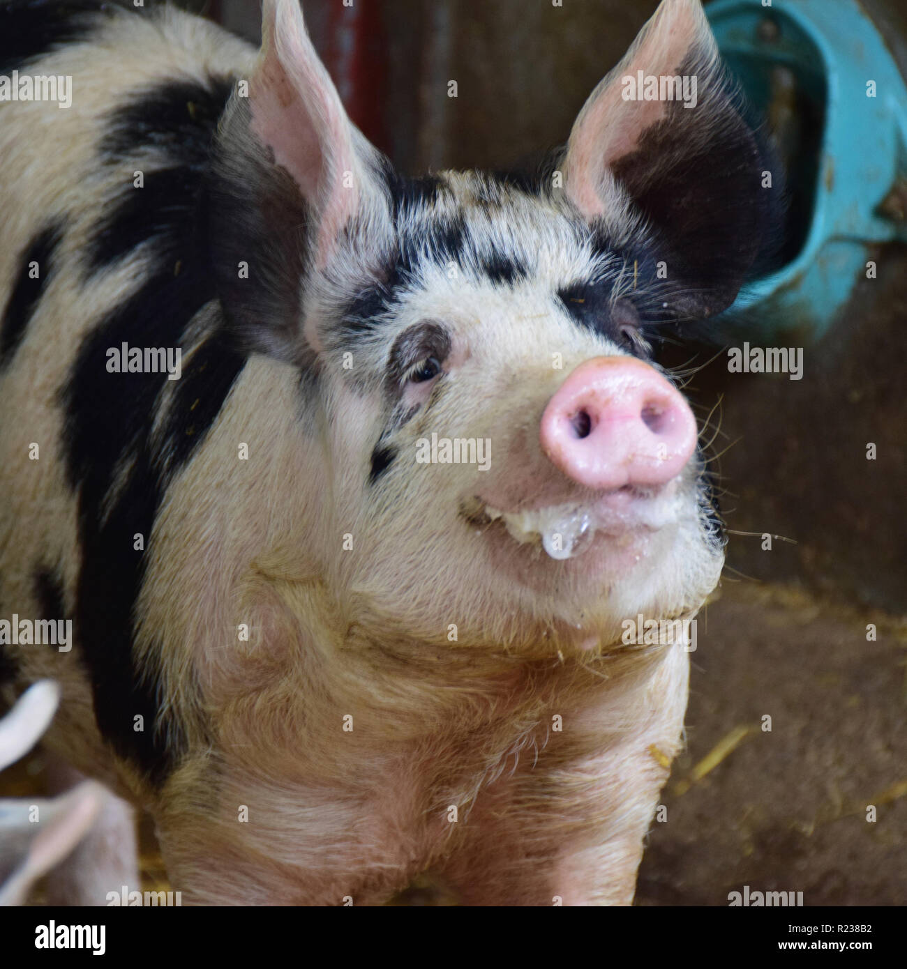 Pig animal black white hi-res stock photography and images - Alamy