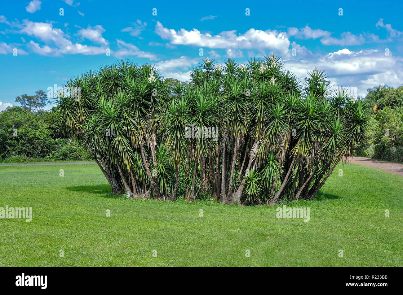 Yucca palms hi-res stock photography and images - Alamy