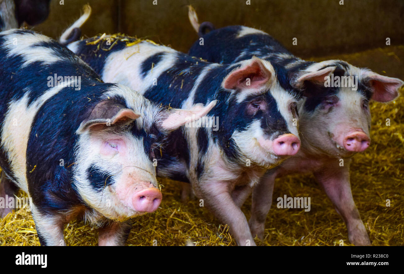 Three black and white pigs in barn Stock Photo - Alamy