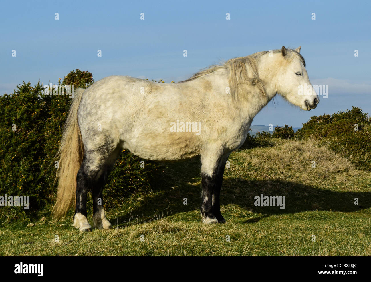 Grey wild pony Stock Photo - Alamy