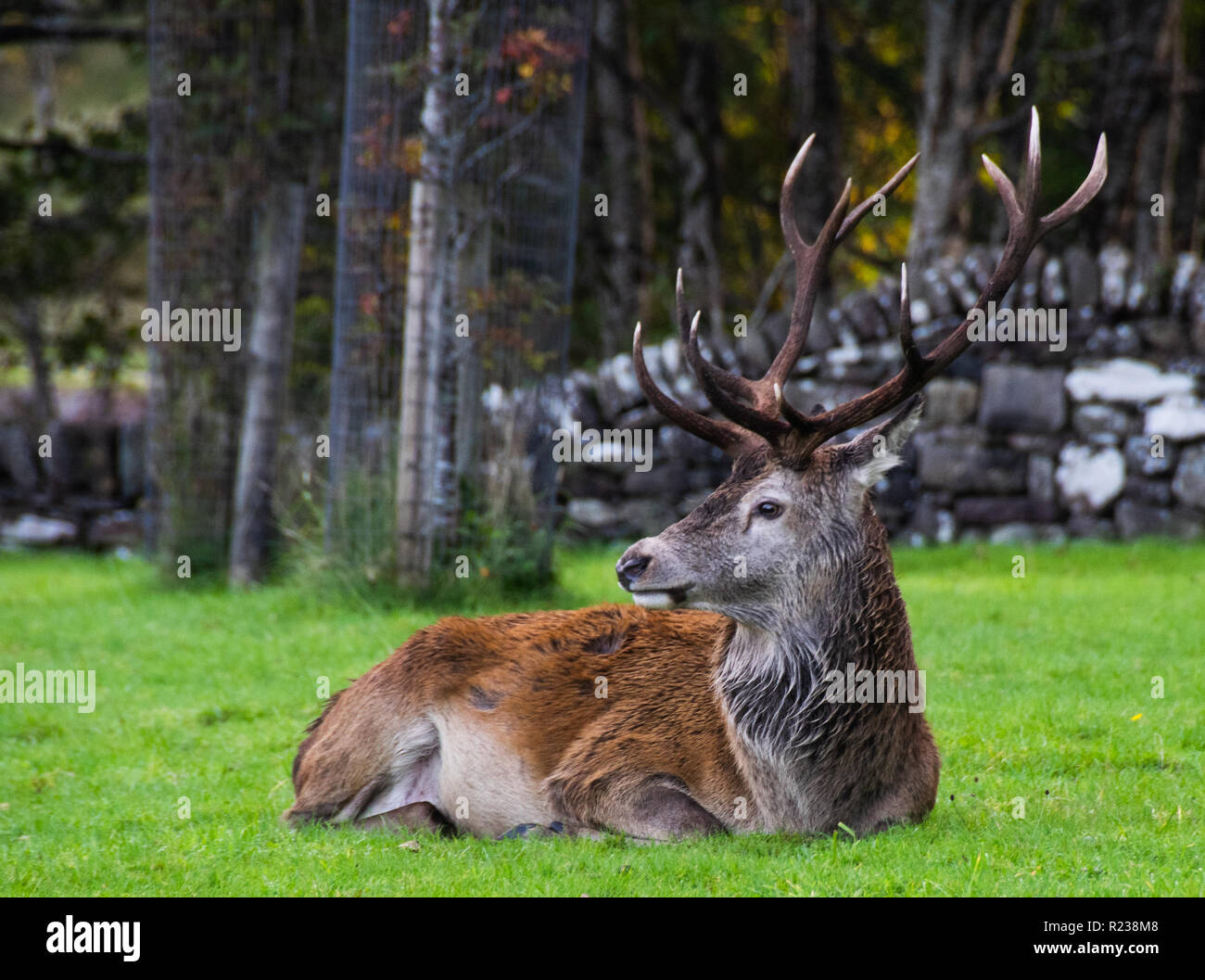 Red deer stag, Applecross, Scotland Stock Photo - Alamy