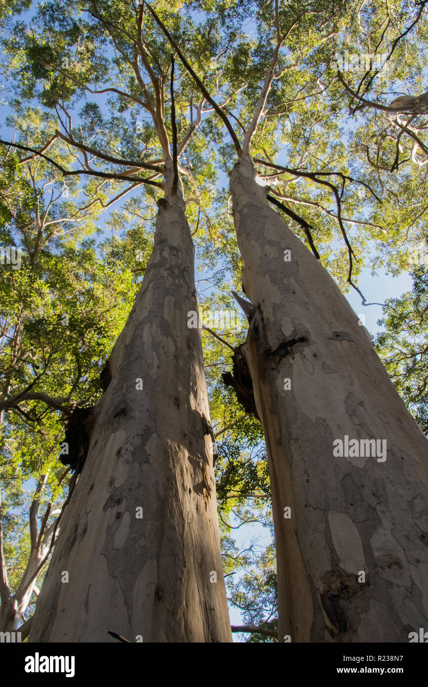 Tall trees western australia hi-res stock photography and images - Alamy