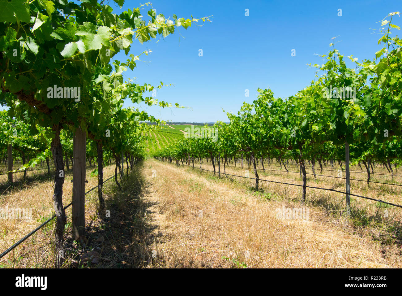 Grape vines, Barossa Valley, South Australia Stock Photo - Alamy