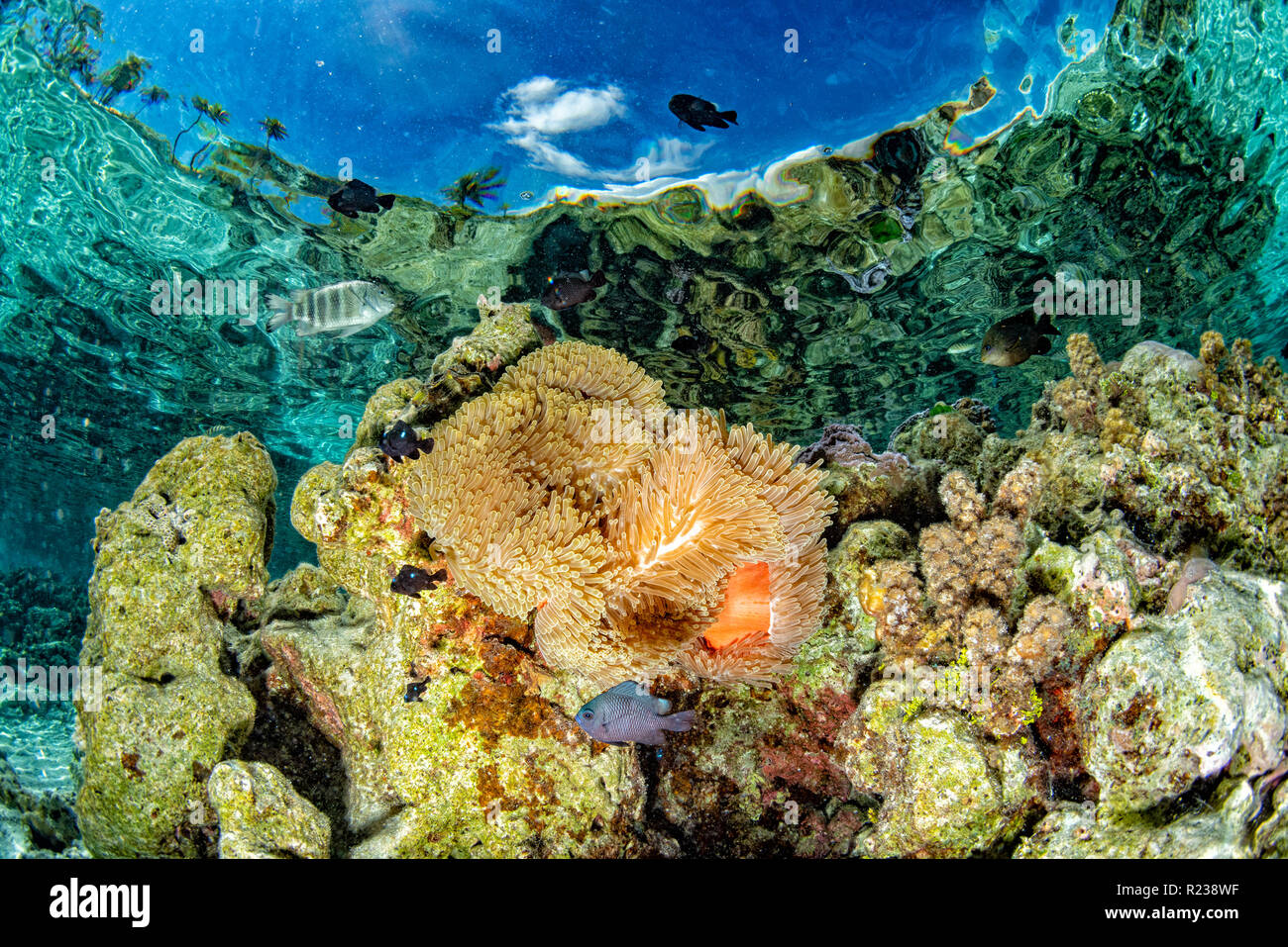 snorkeling in french polynesia turquoise water lagoon clown fish ...