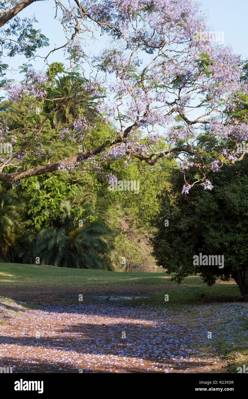 Jacaranda trees in blossom in hi-res stock photography and images - Alamy
