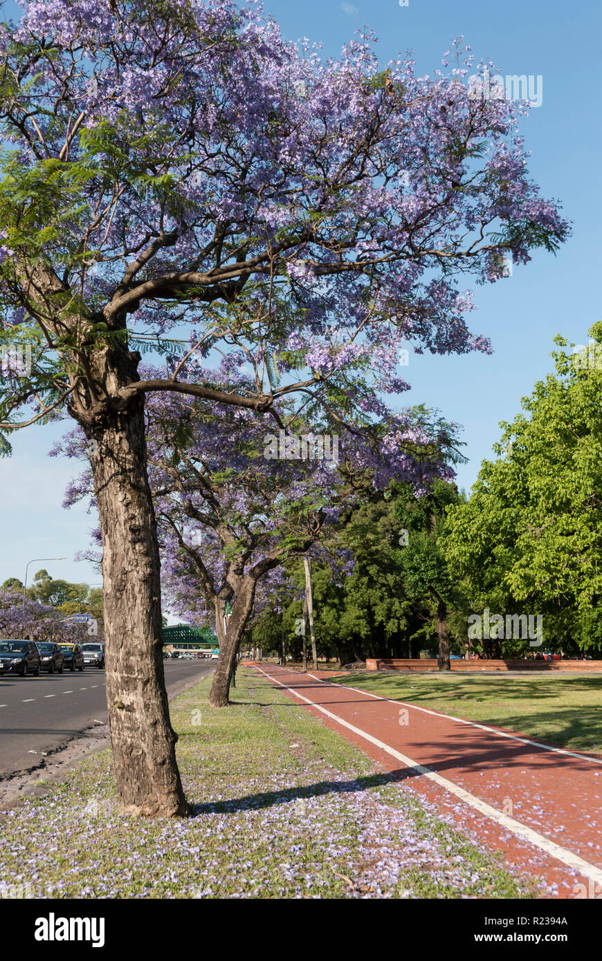 Argentina. Buenos Aires during springtime, Jacaranda mimosifolia trees ...