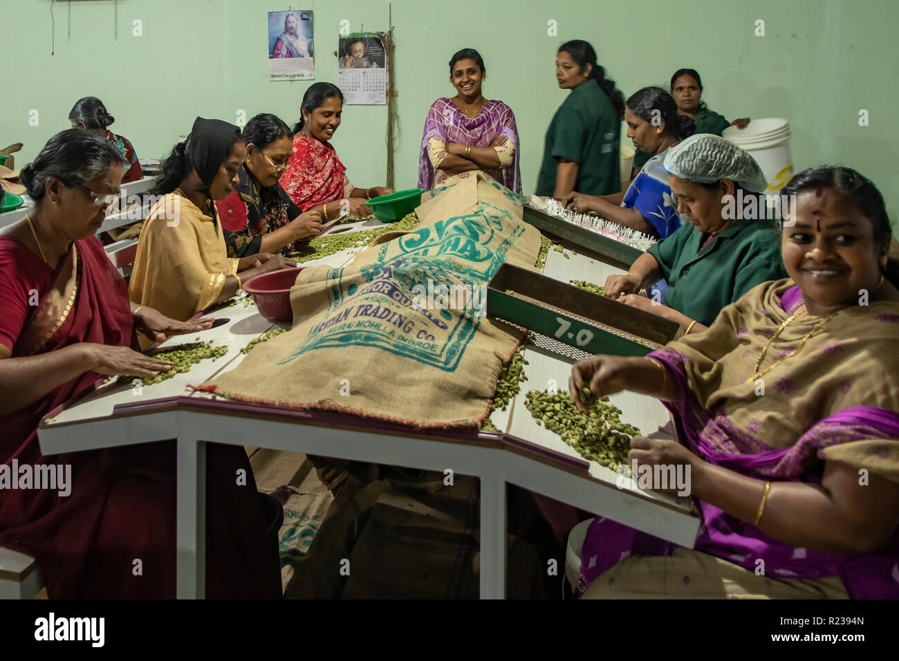 Cardamom Pod Sorters at Factory in Thekkady, Kerala, India Stock Photo ...