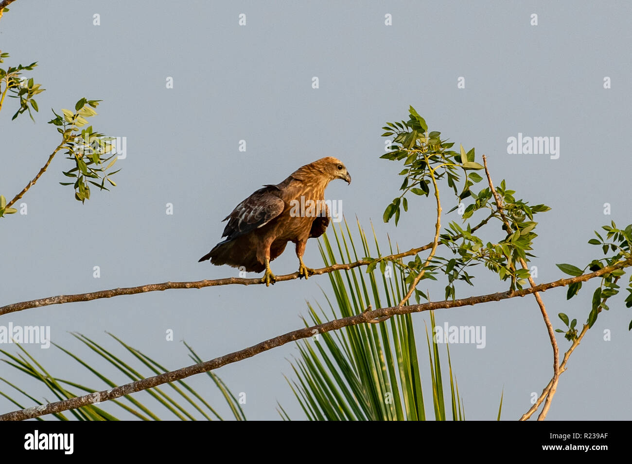 Milvus migrans india hi-res stock photography and images - Alamy