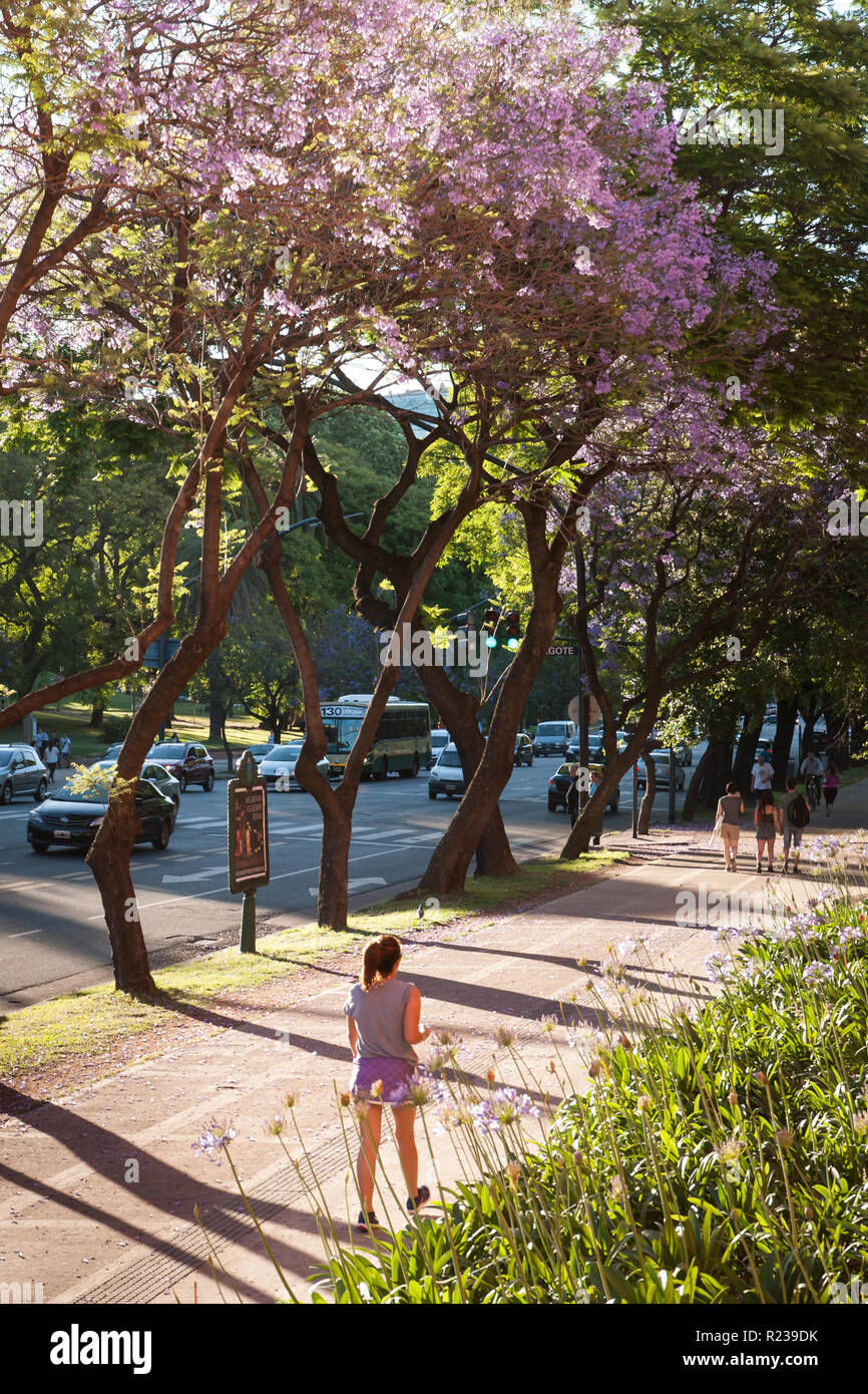 Jacaranda trees in Buenos Aires, Argentina, during springtime Stock ...