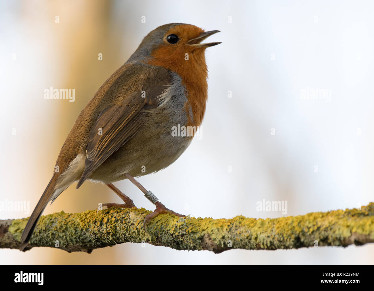 European Robin (Erithacus rubecula Stock Photo - Alamy