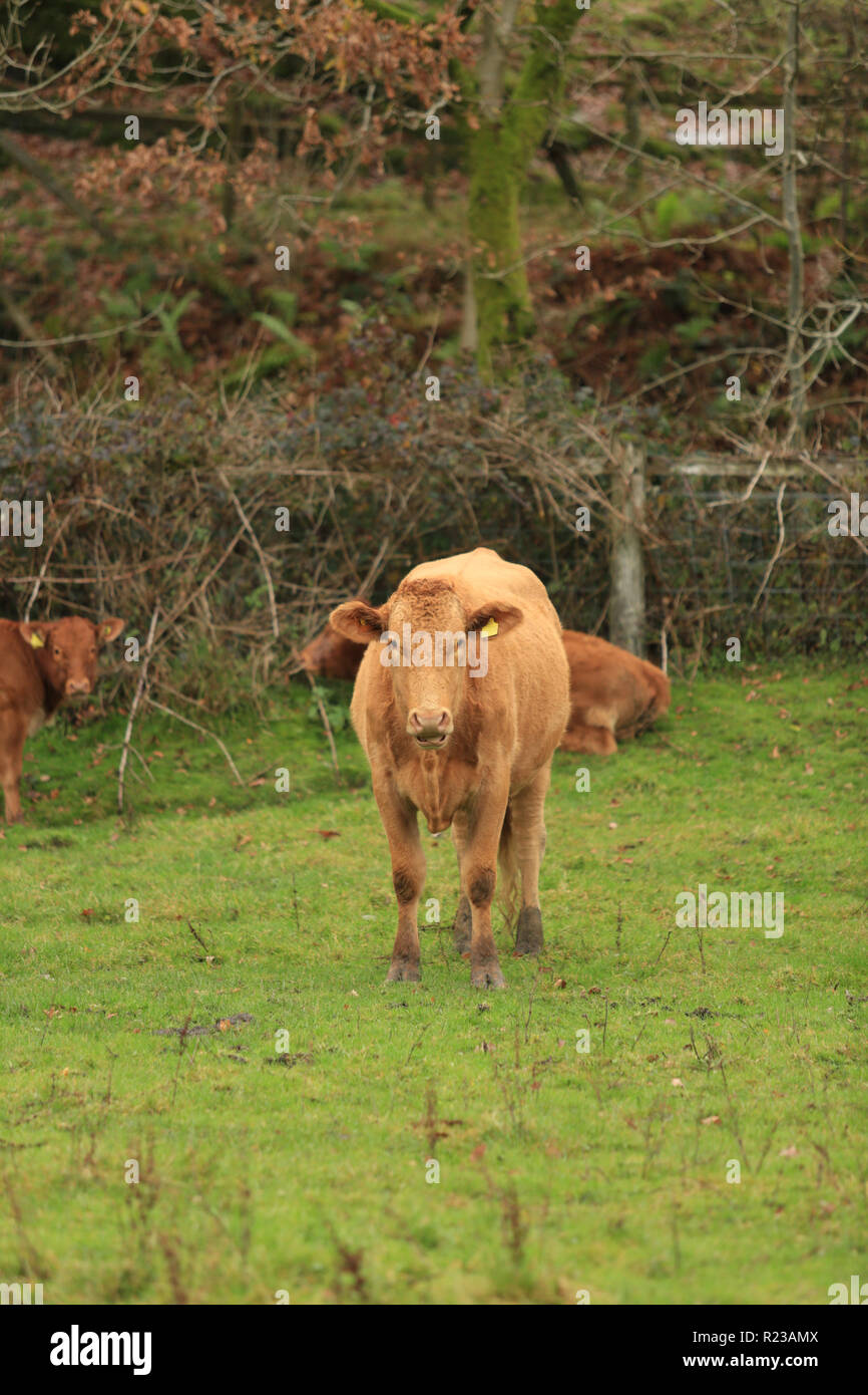Devon cow hi-res stock photography and images - Alamy
