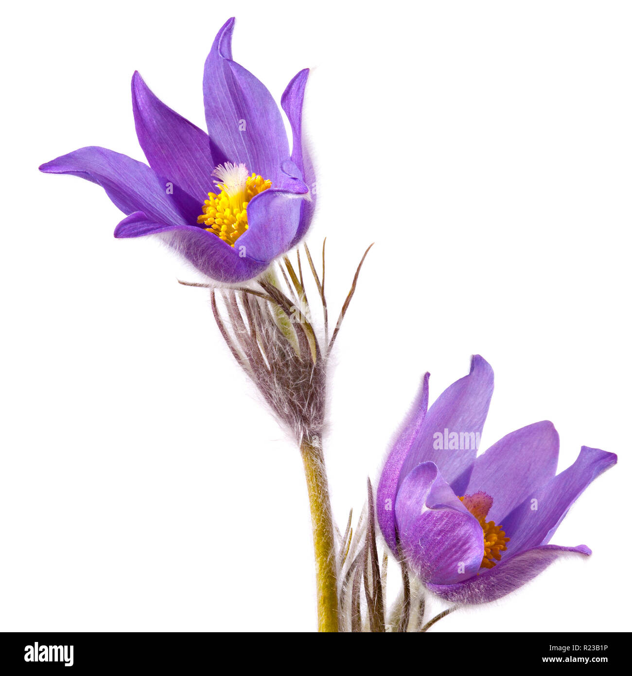 Flower bouquet of two snowdrop isolated on white background Stock Photo ...