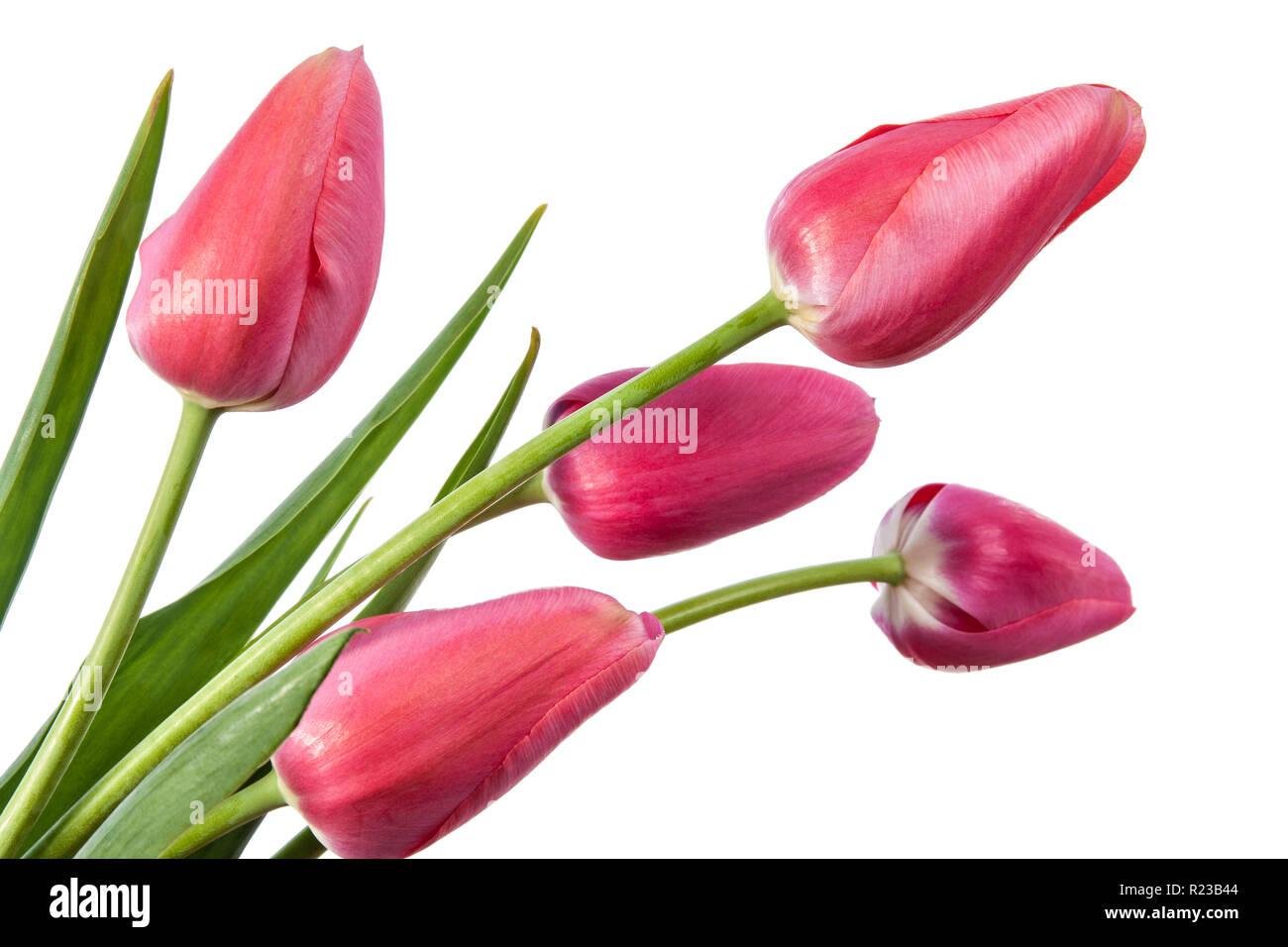 Tulips. Five flowers isolated on a white background Stock Photo - Alamy