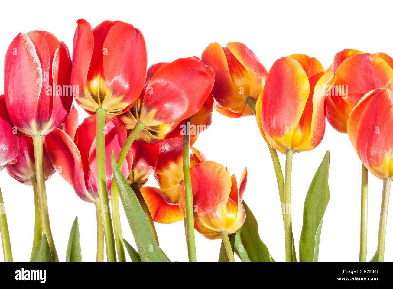 Spring flowers. Tulips isolated on white Stock Photo - Alamy