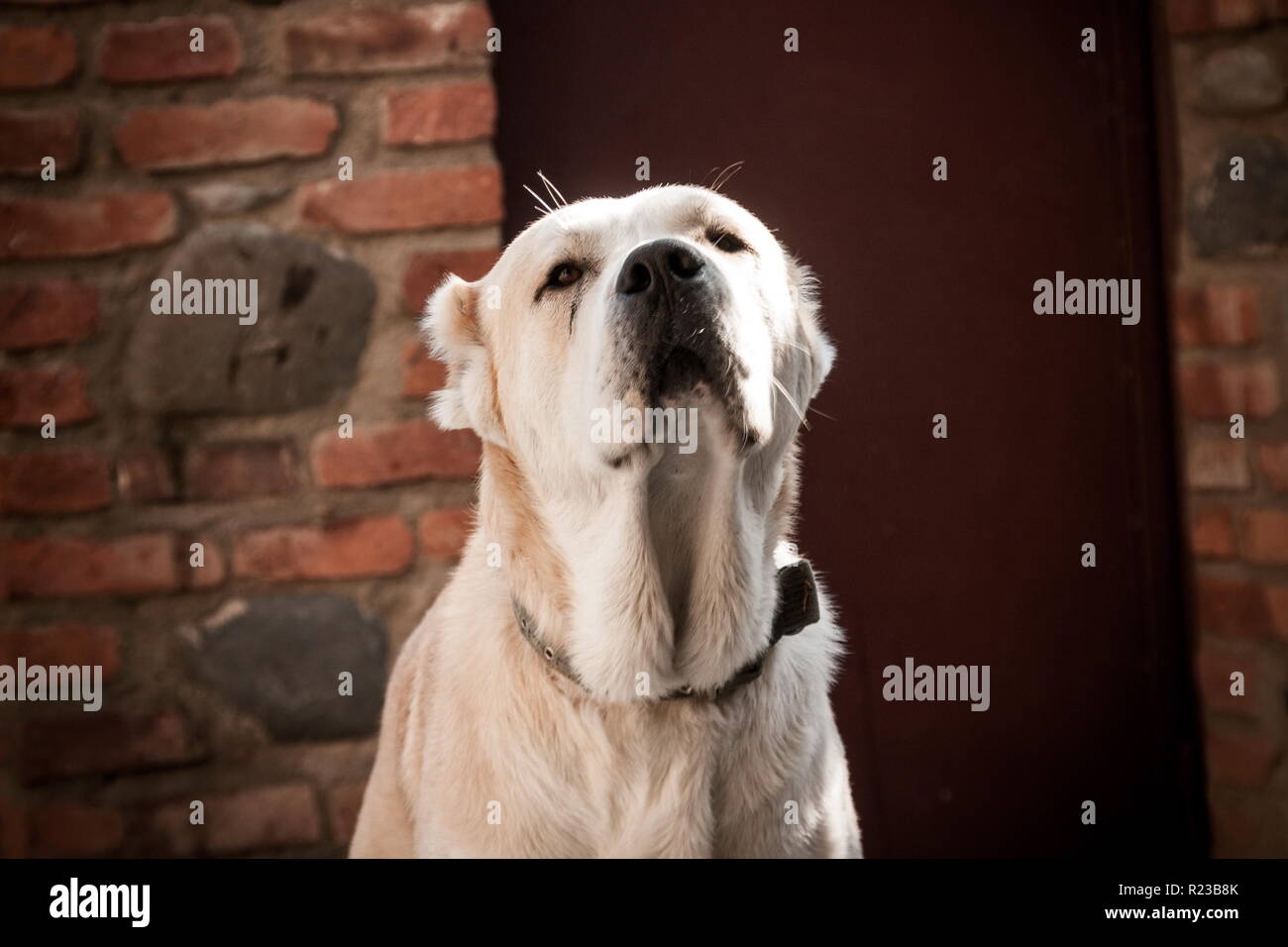 Central Asian Shepherd Dog. Alabai portrait Stock Photo - Alamy