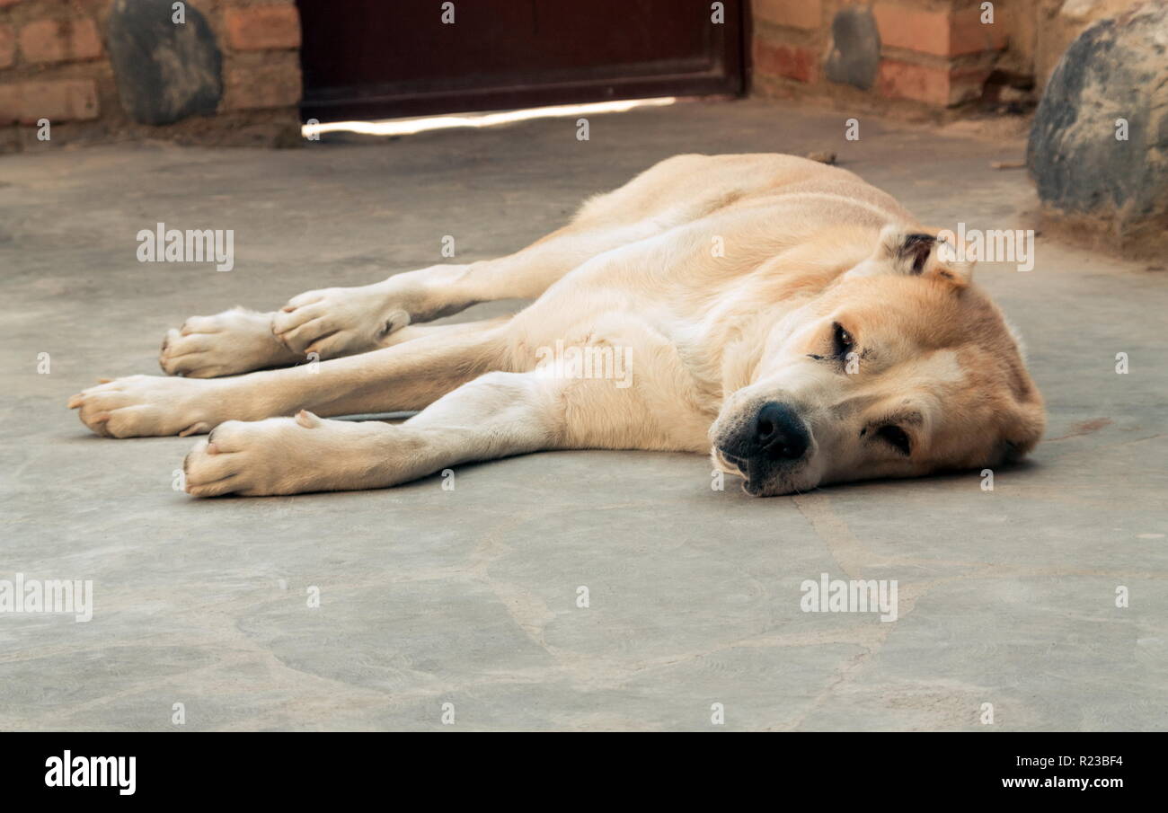 Central Asian Shepherd Dog. Alabai portrait Stock Photo - Alamy