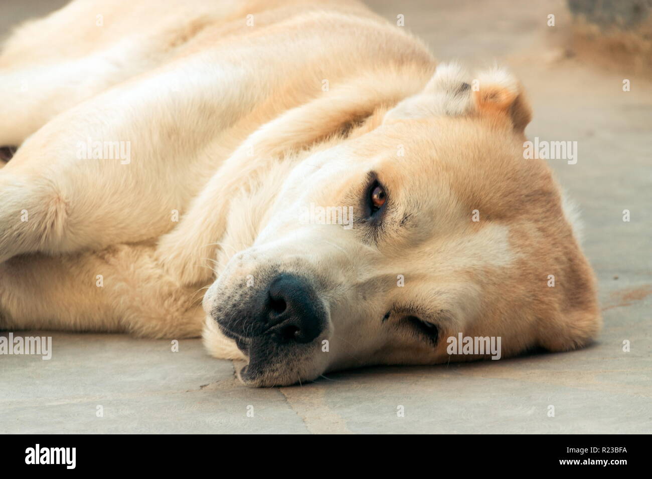 Central Asian Shepherd Dog. Alabai portrait Stock Photo - Alamy