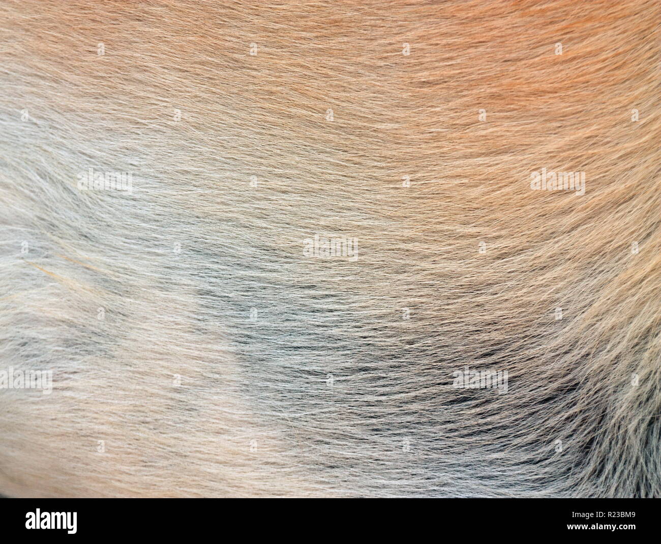 Dog fur closeup as a background Stock Photo - Alamy