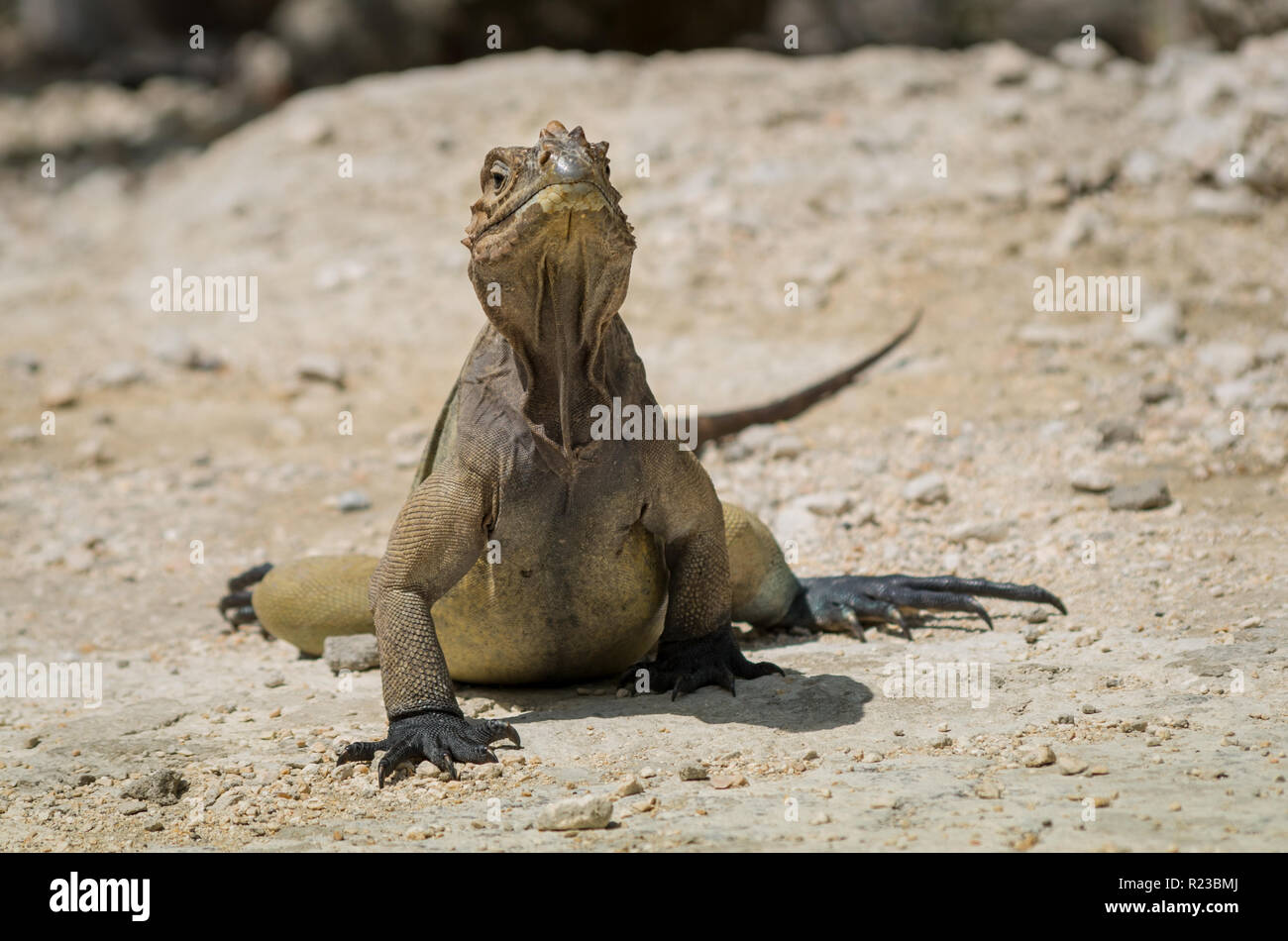 Lizard dominican republic hi-res stock photography and images - Alamy