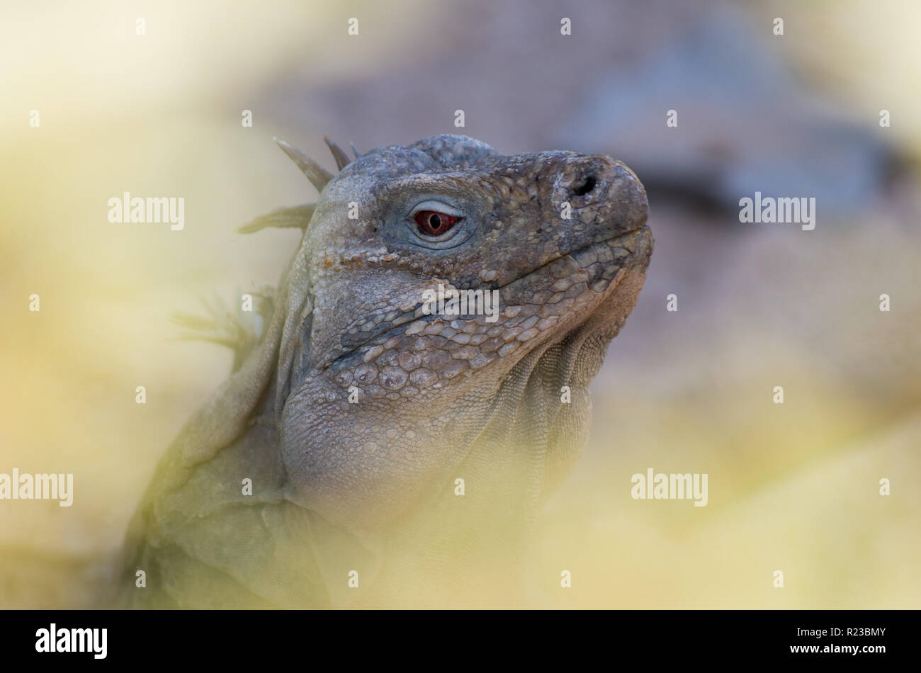 Reptilia in thickets, Ricord's Iguana or Cyclura ricordi, Dominican ...