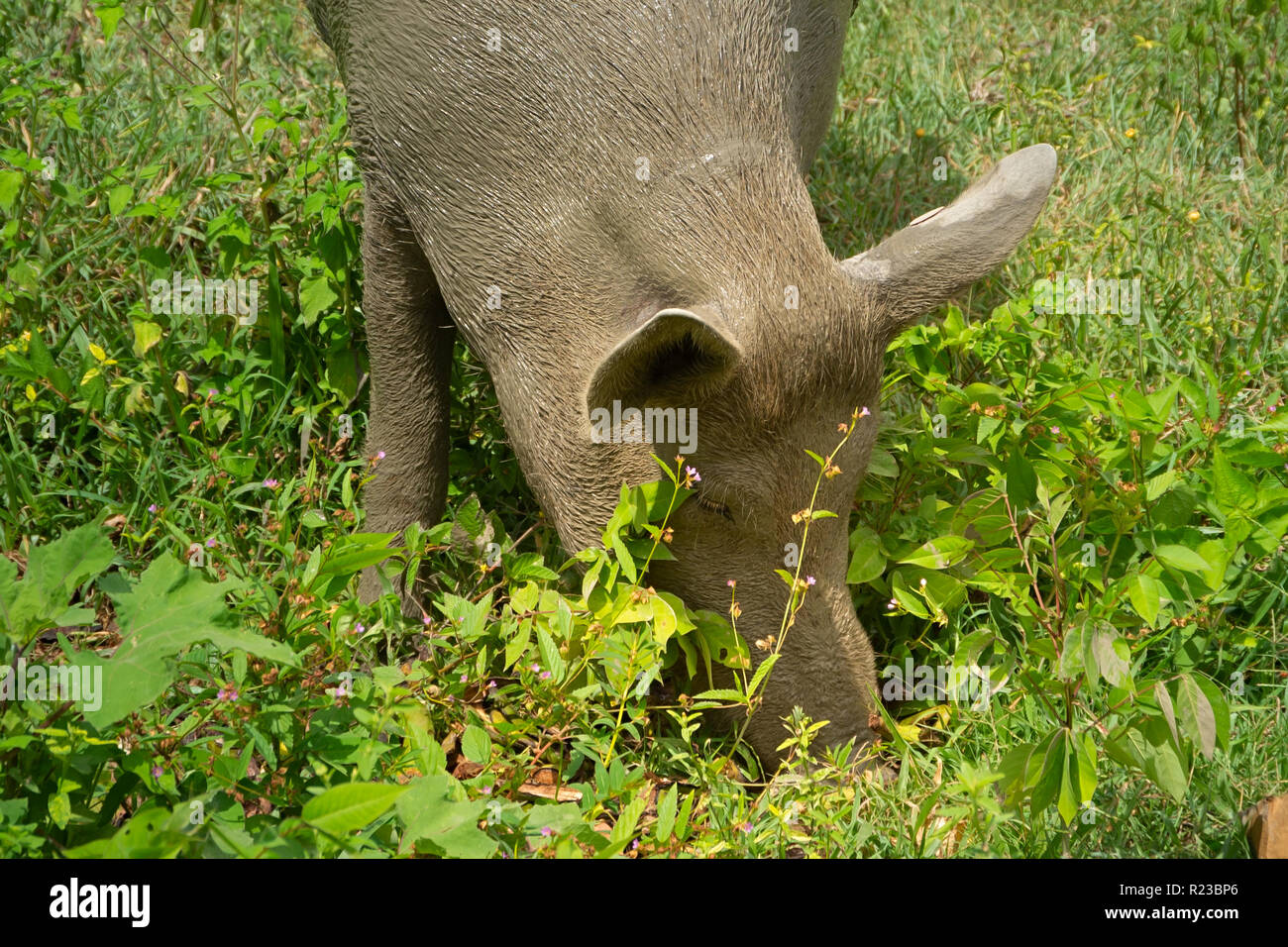 Big soiled pig in green grass Stock Photo - Alamy