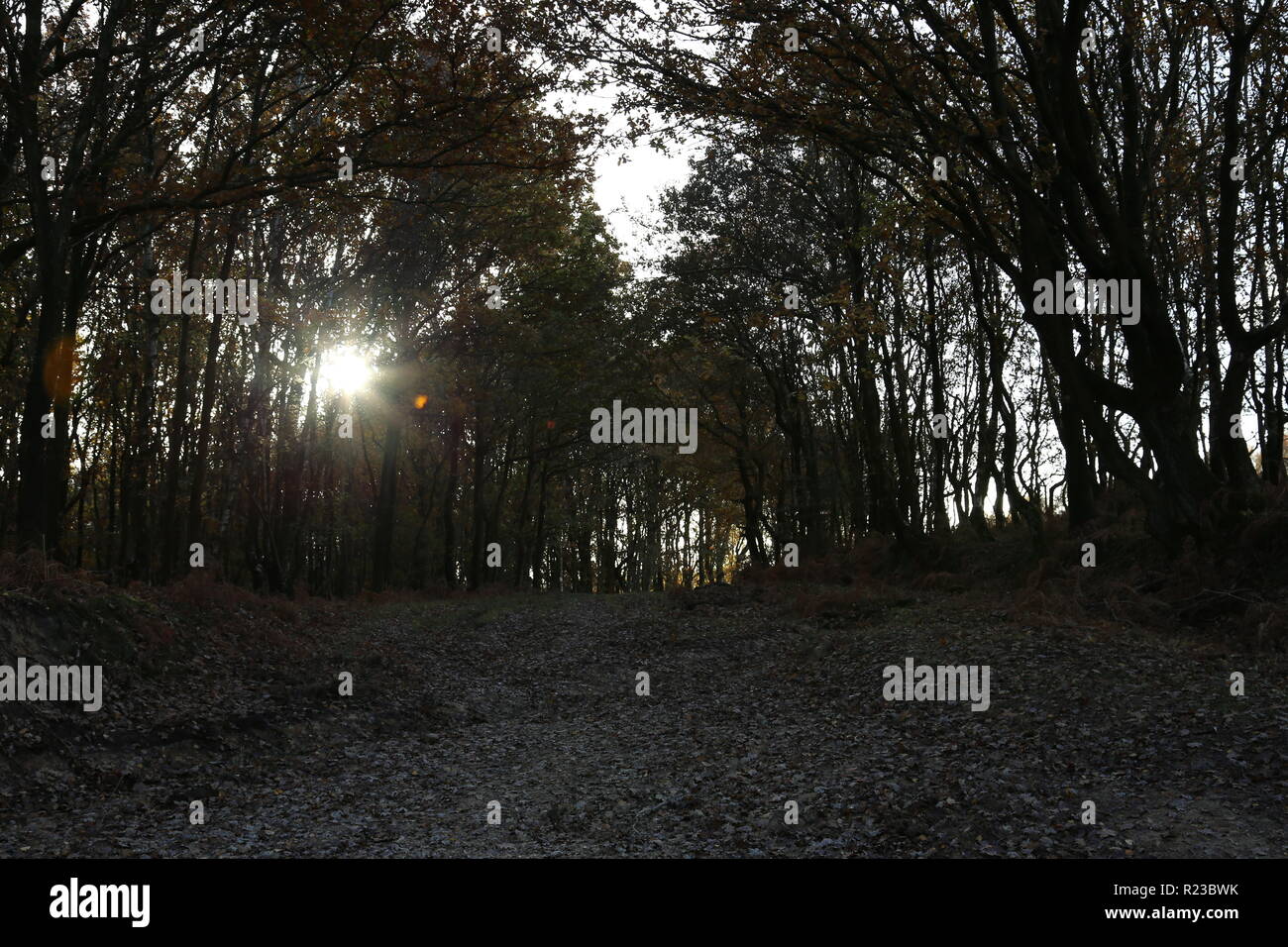 Silhouette of tree lined path with sun Stock Photo - Alamy