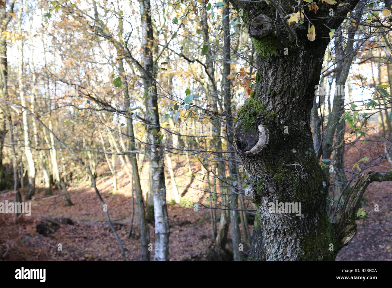 Knotty tree hi-res stock photography and images - Alamy