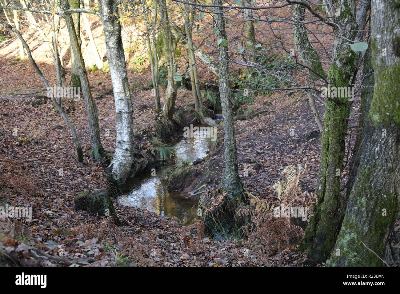 Woodland stream in autumn sun Stock Photo - Alamy