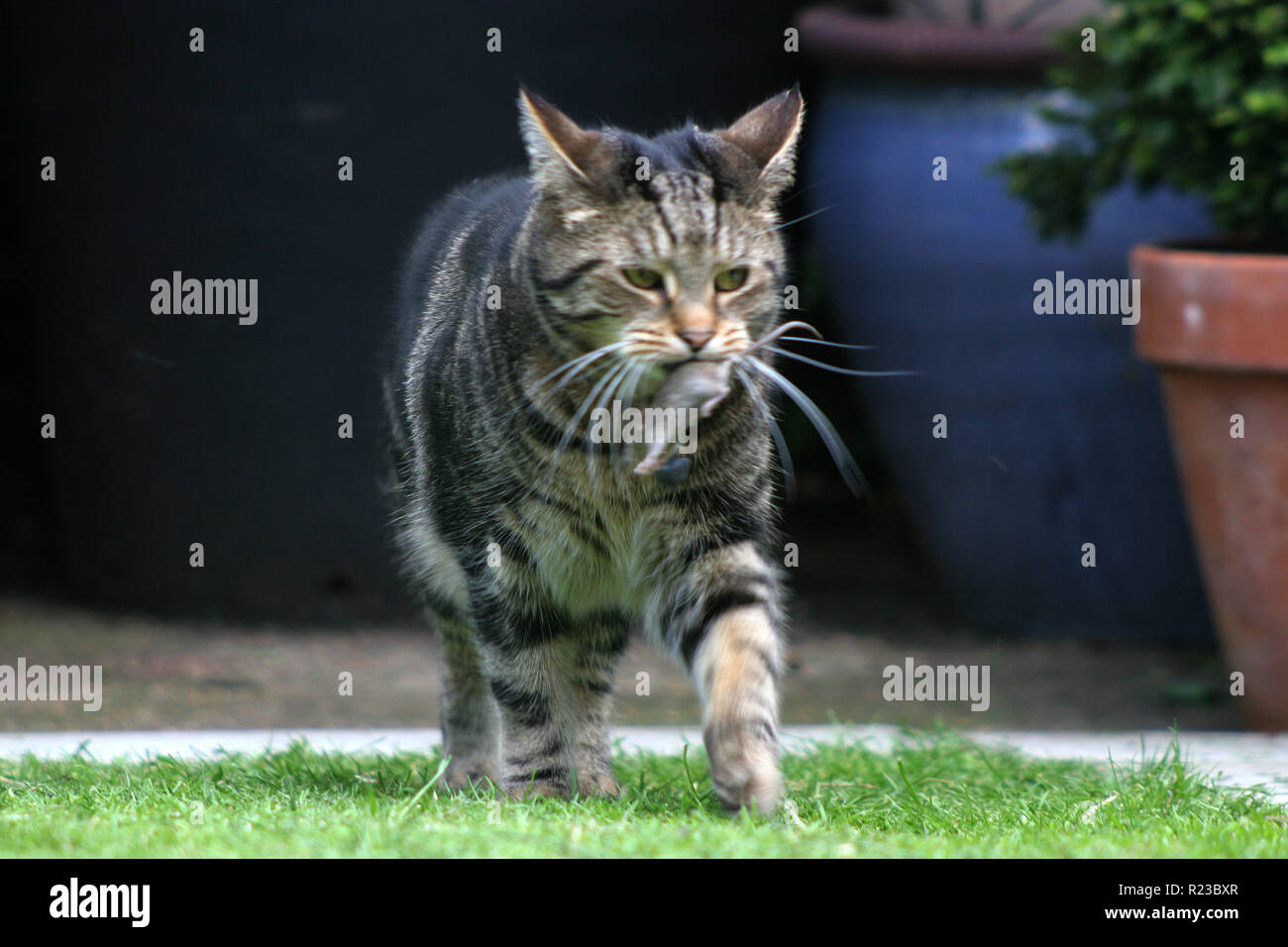 Cat carrying a mouse hi-res stock photography and images - Alamy