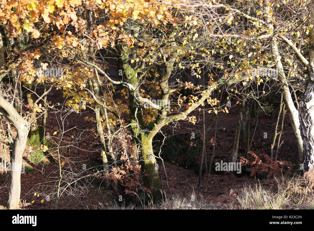 Silver oak tree hi-res stock photography and images - Alamy
