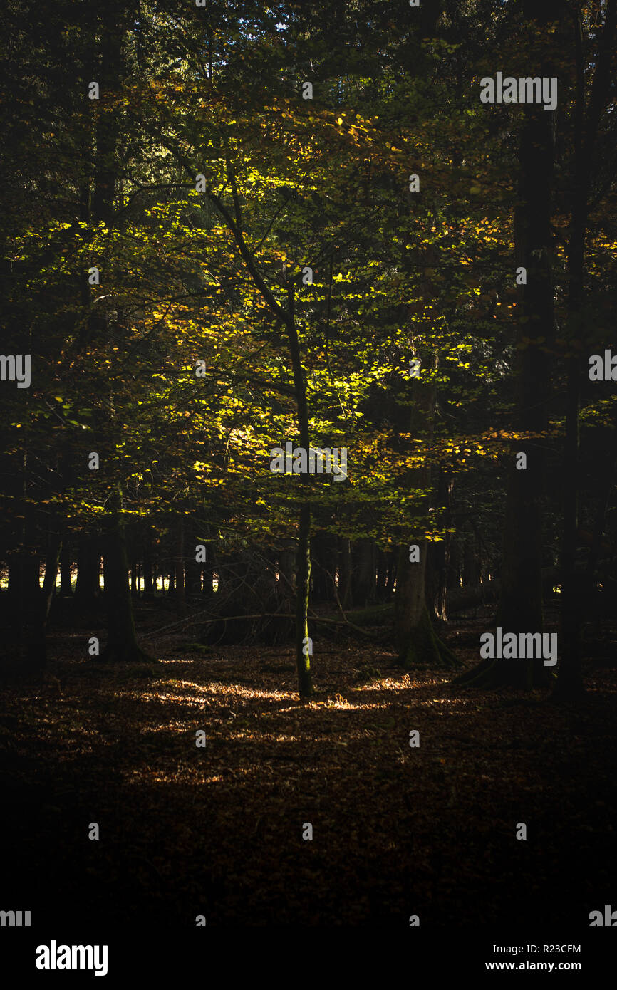 England new forest hi-res stock photography and images - Alamy