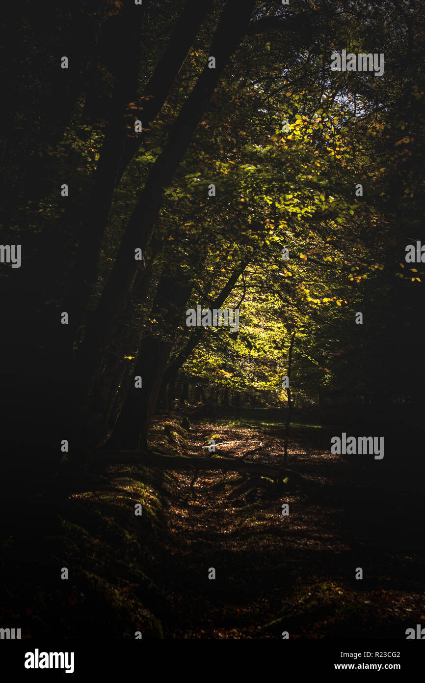 Walks autumn uk forest hi-res stock photography and images - Alamy