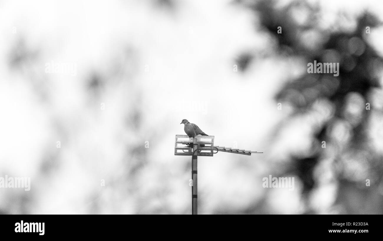 Tv ariel Black and White Stock Photos & Images - Alamy