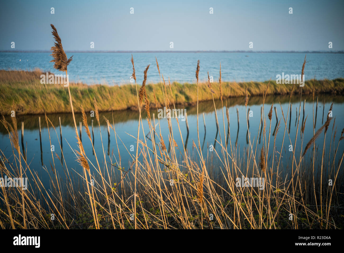 National park Delta del Po, Italy, Europe Stock Photo - Alamy