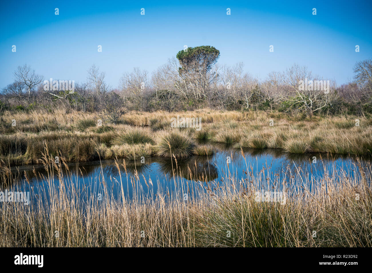 Po delta national park hi-res stock photography and images - Alamy