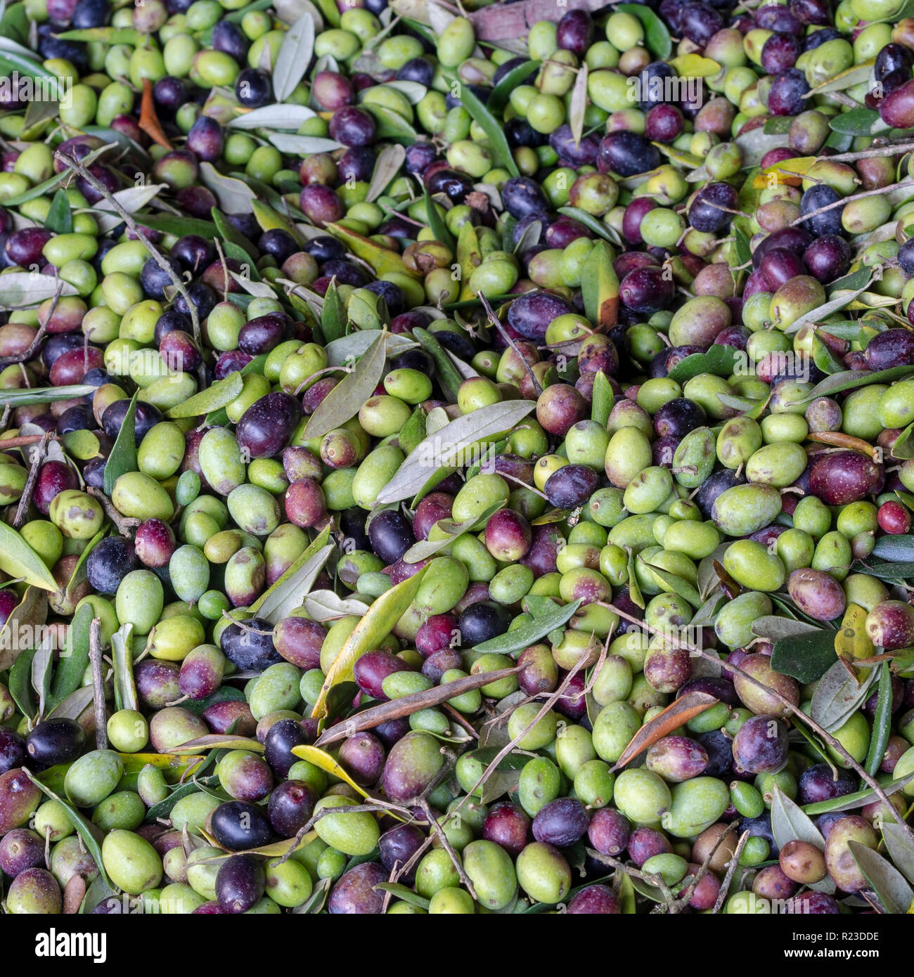 Olive harvest hi-res stock photography and images - Alamy
