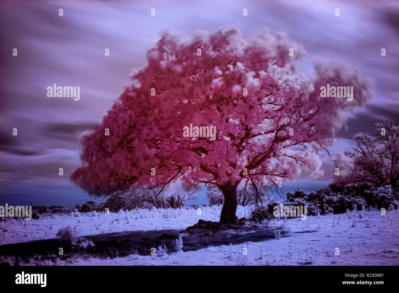 Infrared daytime hi-res stock photography and images - Alamy