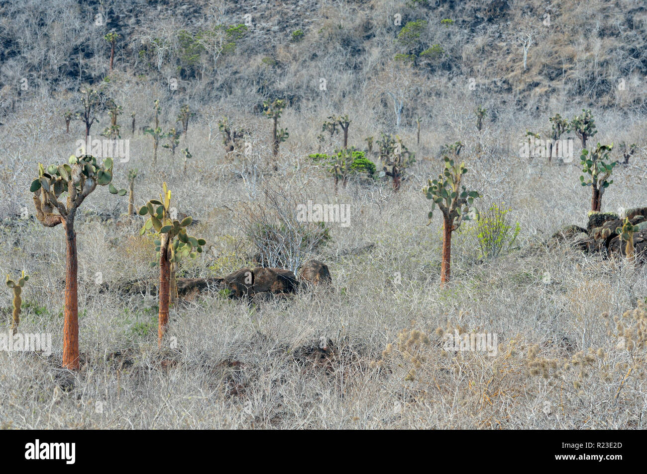 Tree cacti on Santa Fe Island, Galapagos Islands National Park, Santa ...