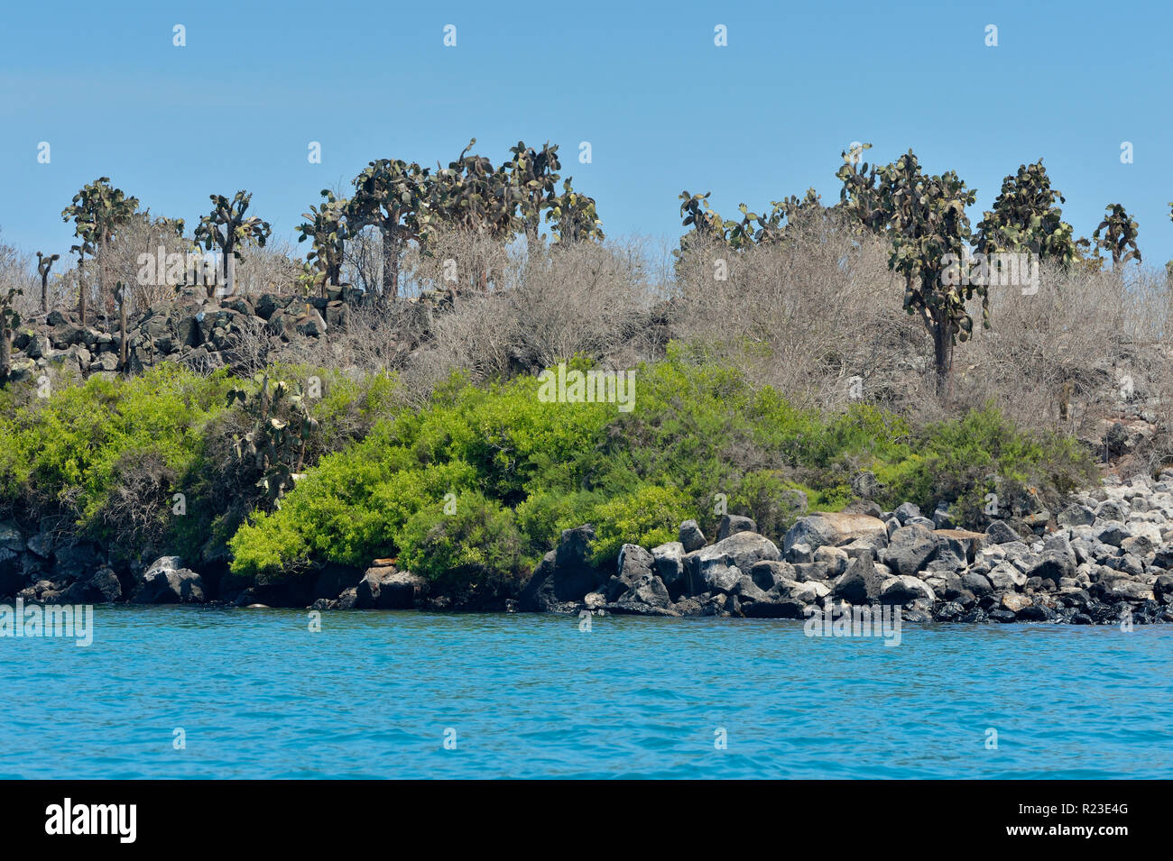 Tree cacti and green shrubs on Santa Fe Island, Galapagos Islands ...