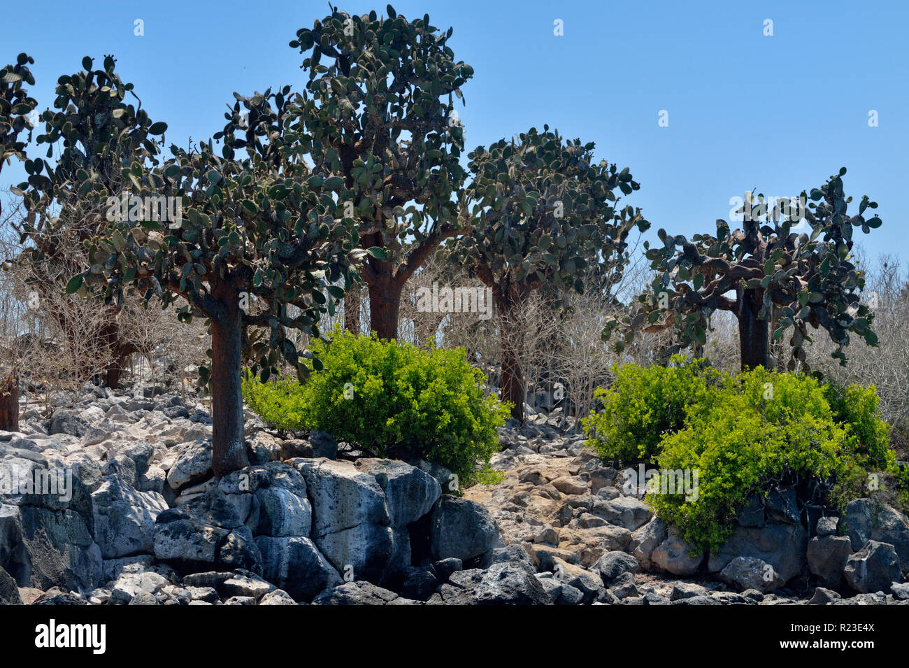 Tree cacti and green shrubs on Santa Fe Island, Galapagos Islands ...