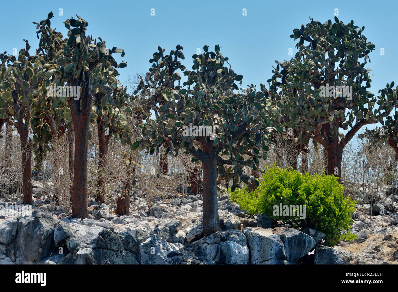 Tree cacti and green shrubs on Santa Fe Island, Galapagos Islands ...