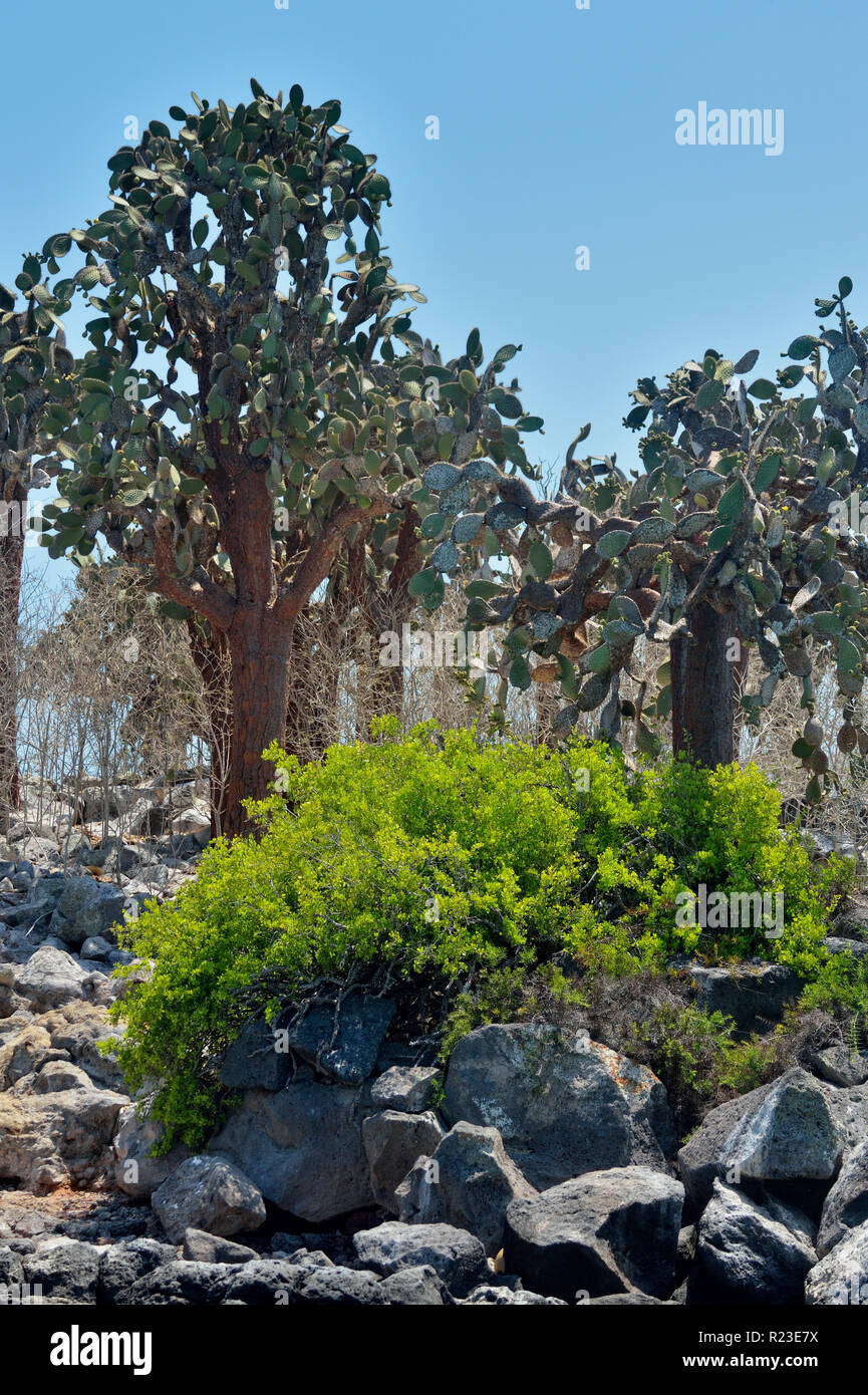 Tree cacti and green shrubs on Santa Fe Island, Galapagos Islands ...