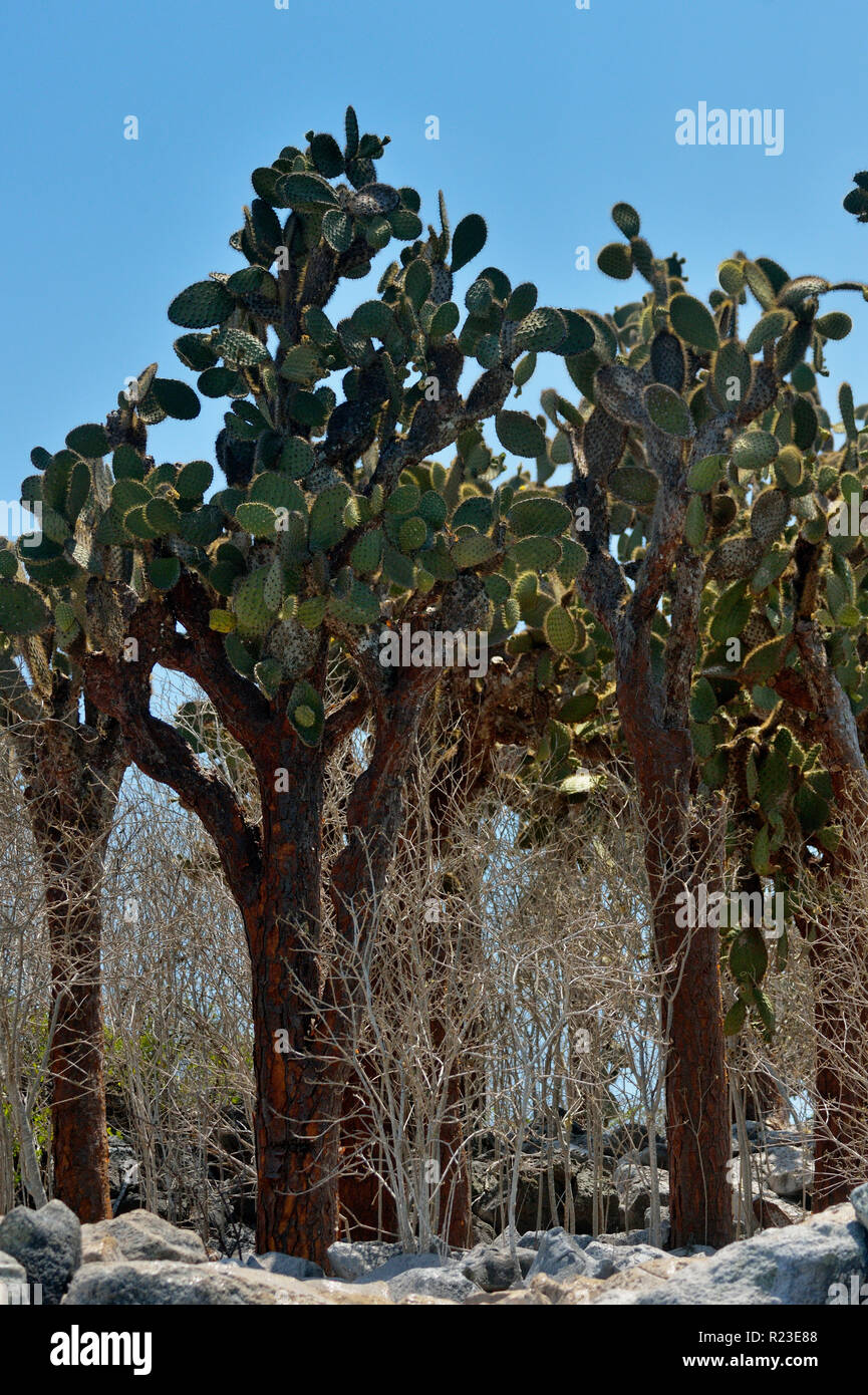 Tree cacti and green shrubs on Santa Fe Island, Galapagos Islands ...